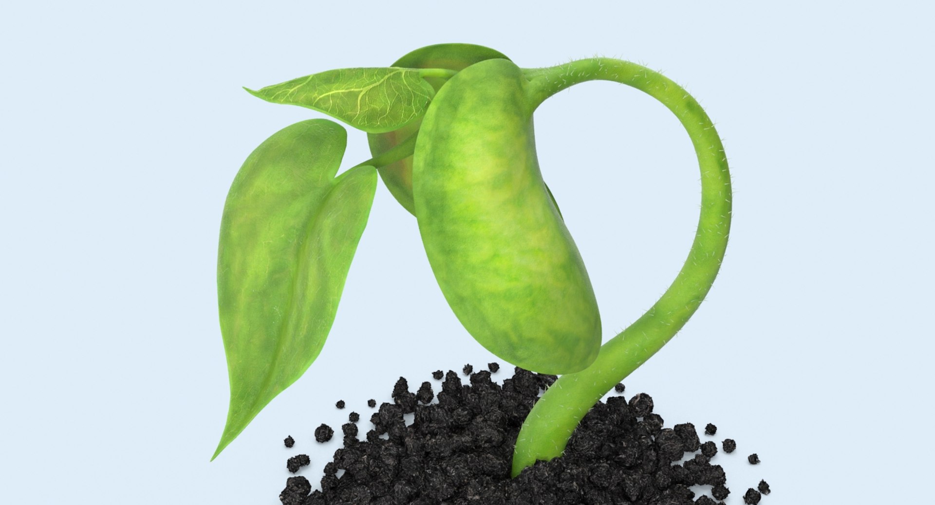 Plant Sprout 3d Model