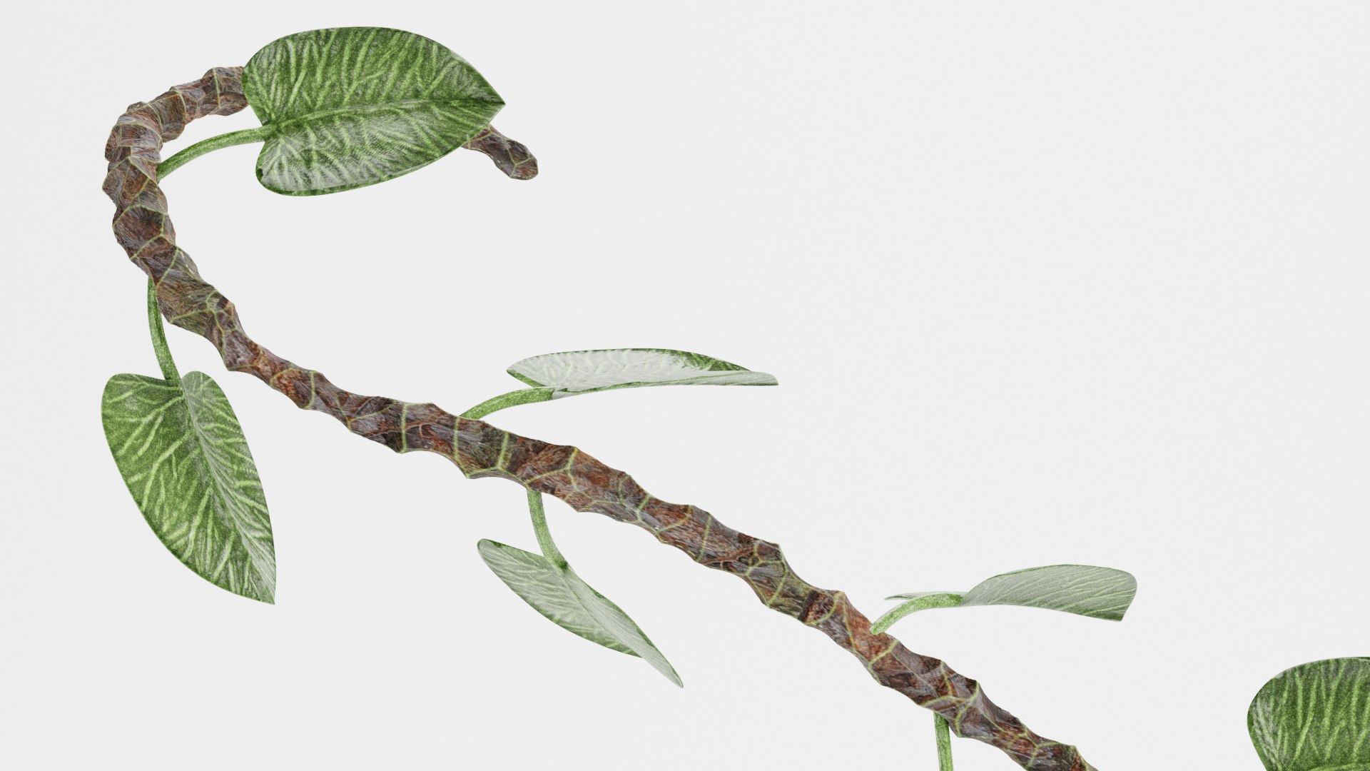 Liana Plant 3D - TurboSquid 1682700