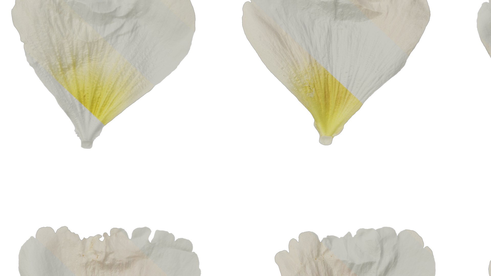 3D Model Anydrafts Alcea Rosea Flower 16 Textures - TurboSquid 2351993