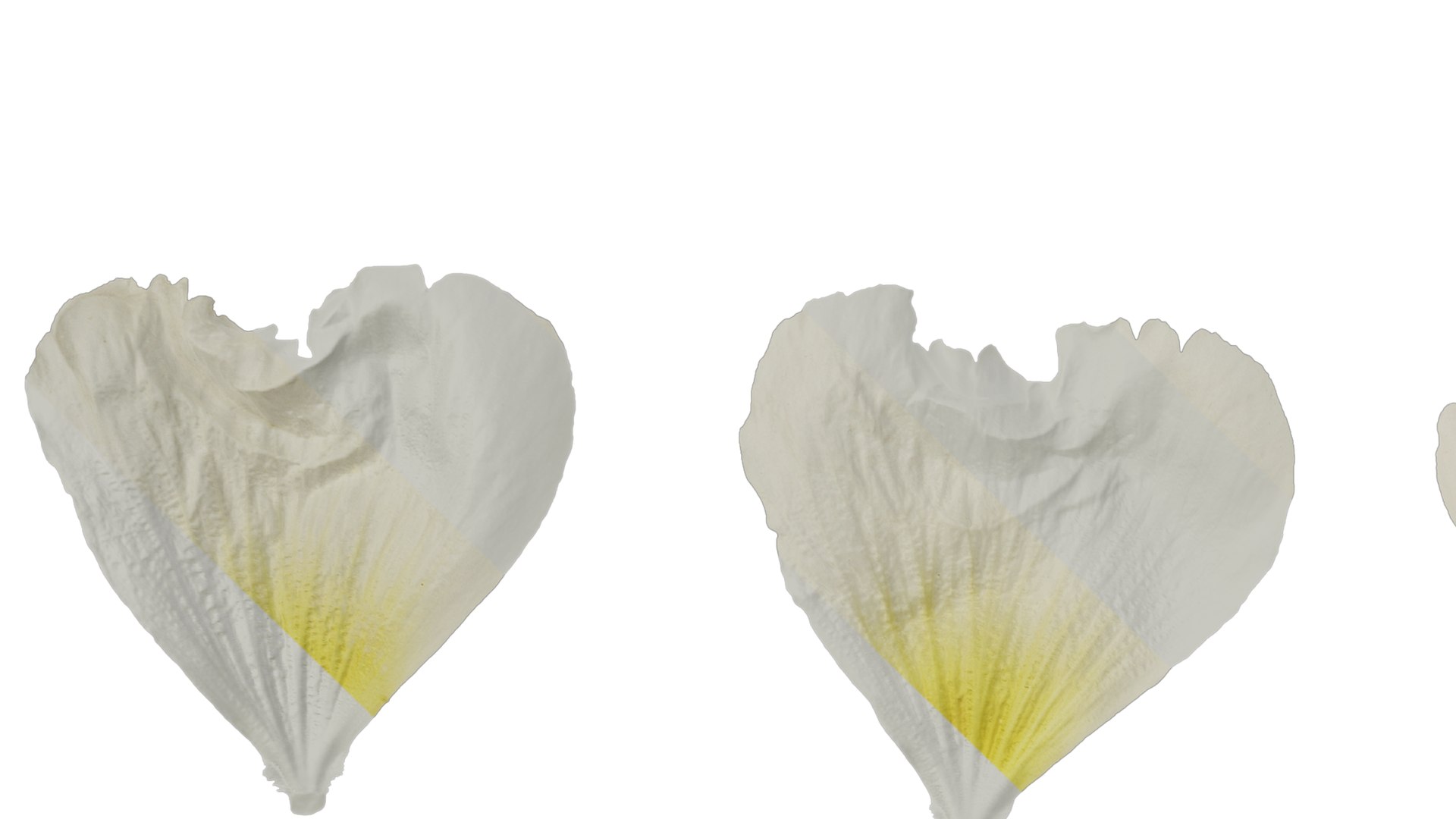 3D Model Anydrafts Alcea Rosea Flower 16 Textures - TurboSquid 2351993