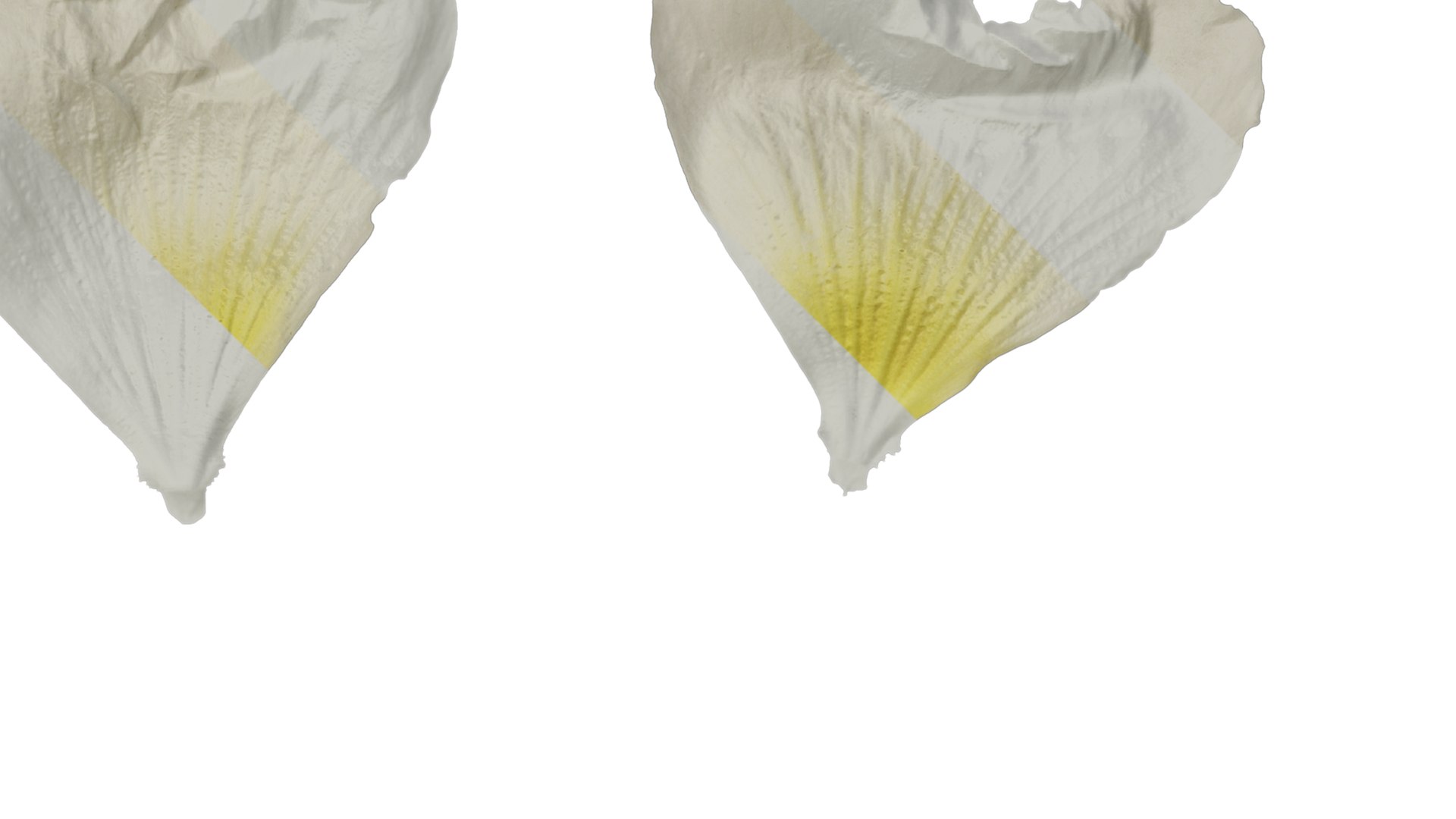 3D Model Anydrafts Alcea Rosea Flower 16 Textures - TurboSquid 2351993