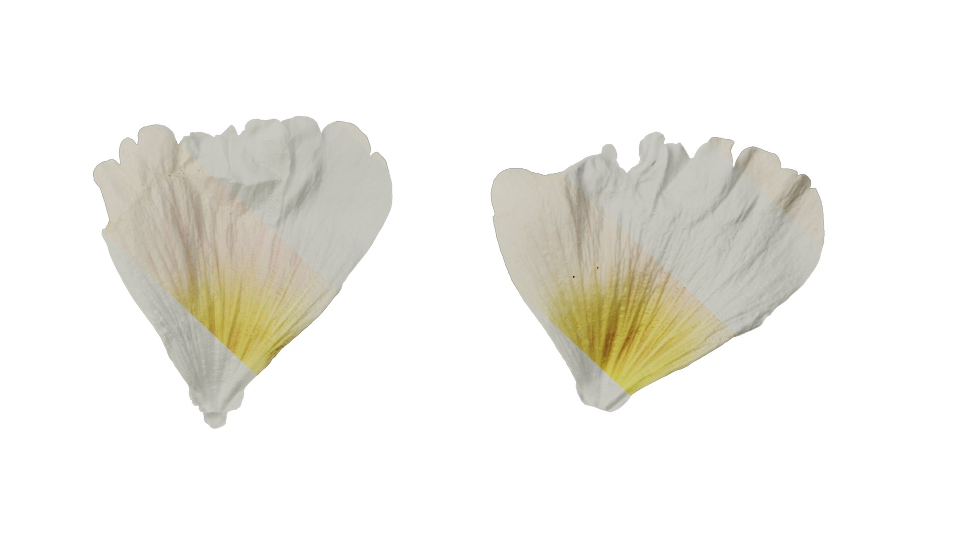3D Model Anydrafts Alcea Rosea Flower 16 Textures - TurboSquid 2351993