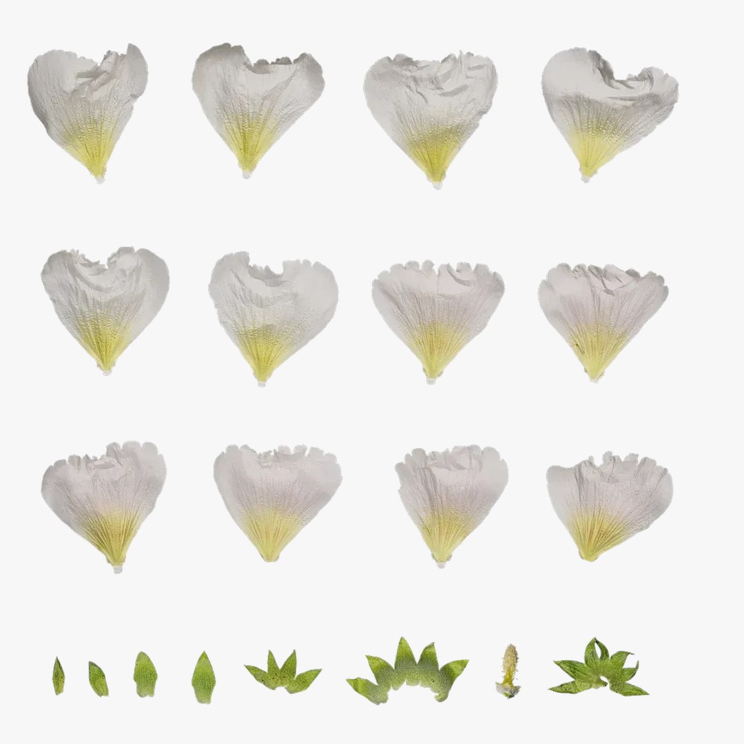 3D Model Anydrafts Alcea Rosea Flower 16 Textures - TurboSquid 2351993