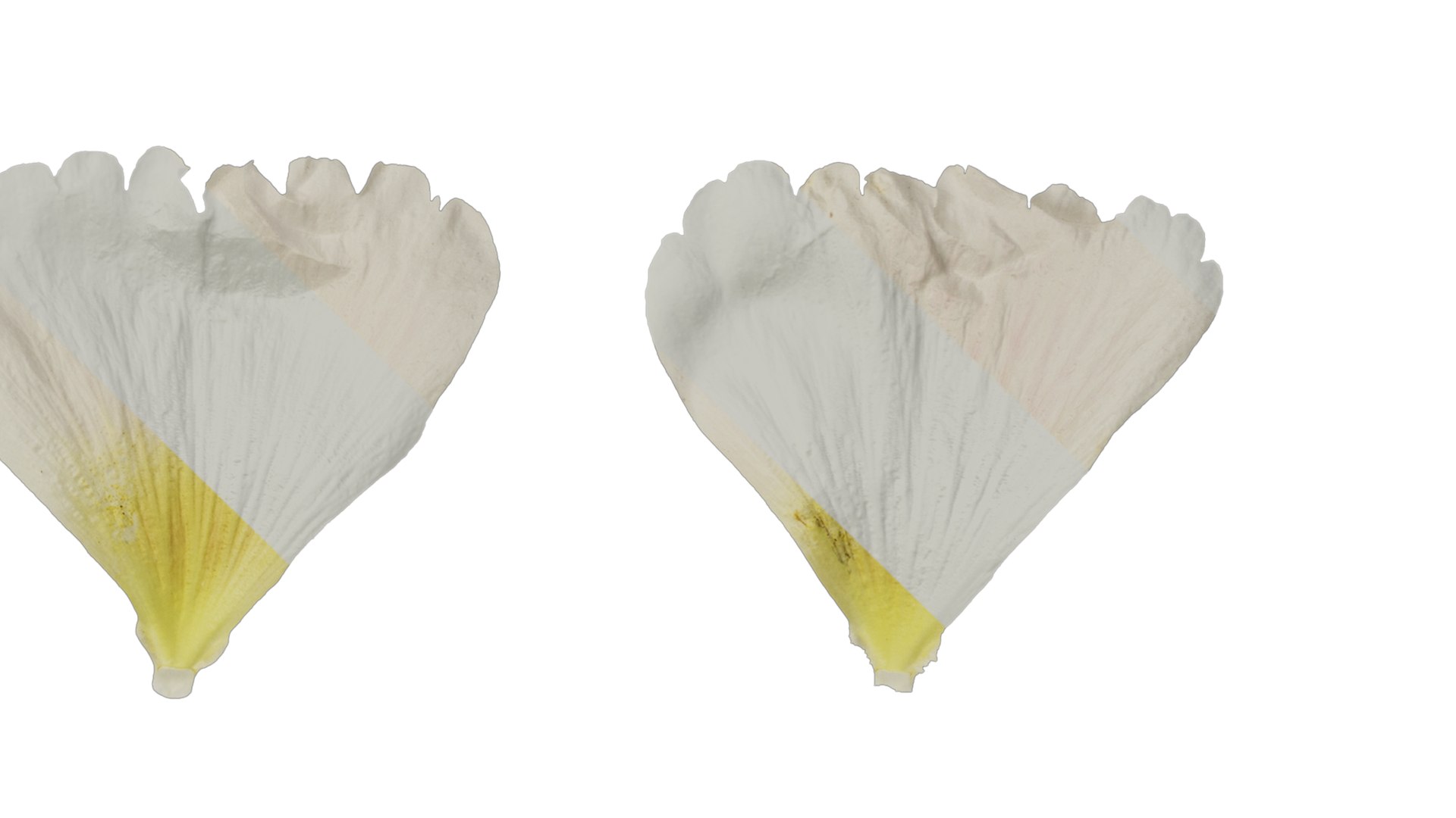 3D Model Anydrafts Alcea Rosea Flower 16 Textures - TurboSquid 2351993