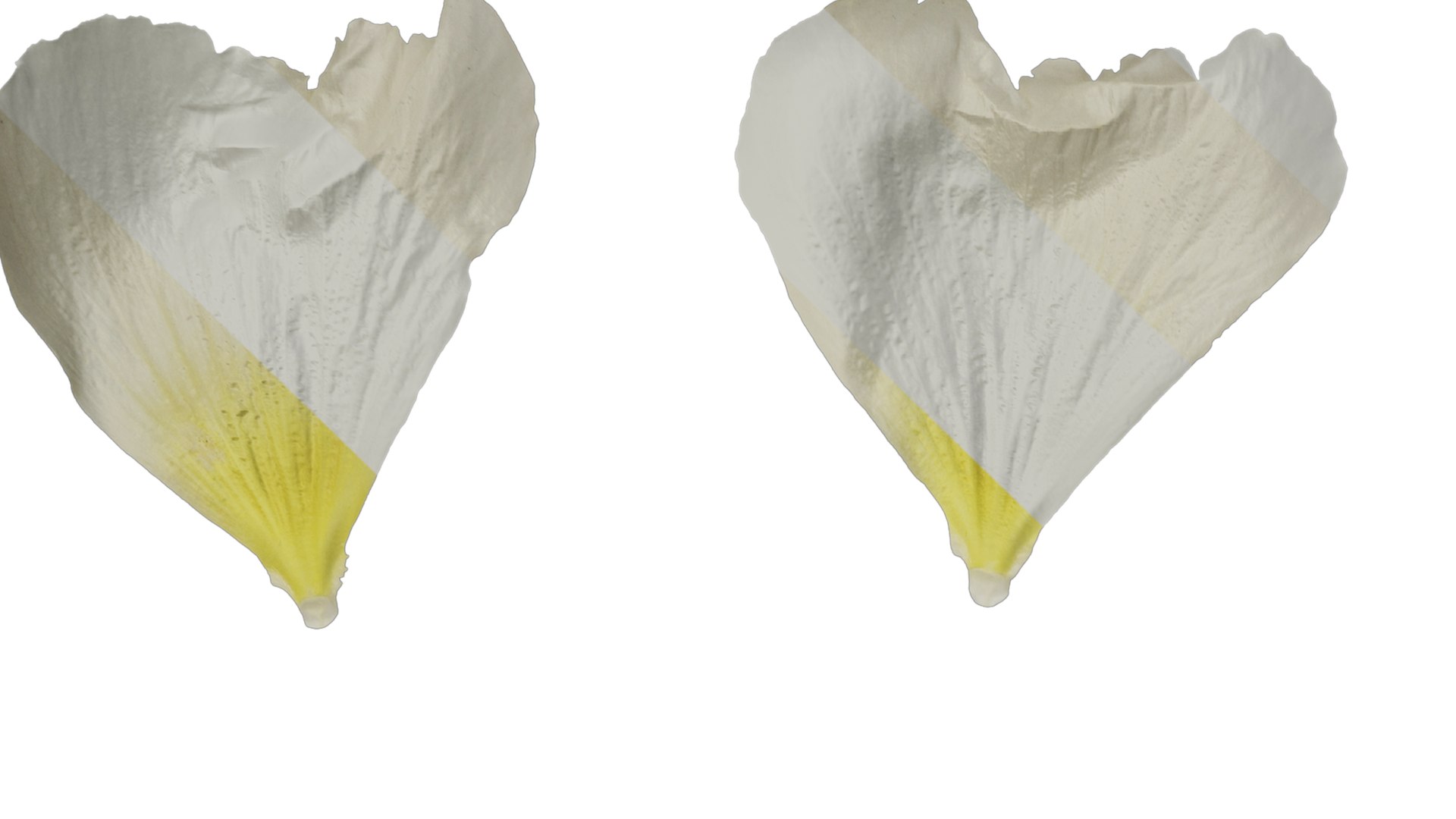 3D Model Anydrafts Alcea Rosea Flower 16 Textures - TurboSquid 2351993