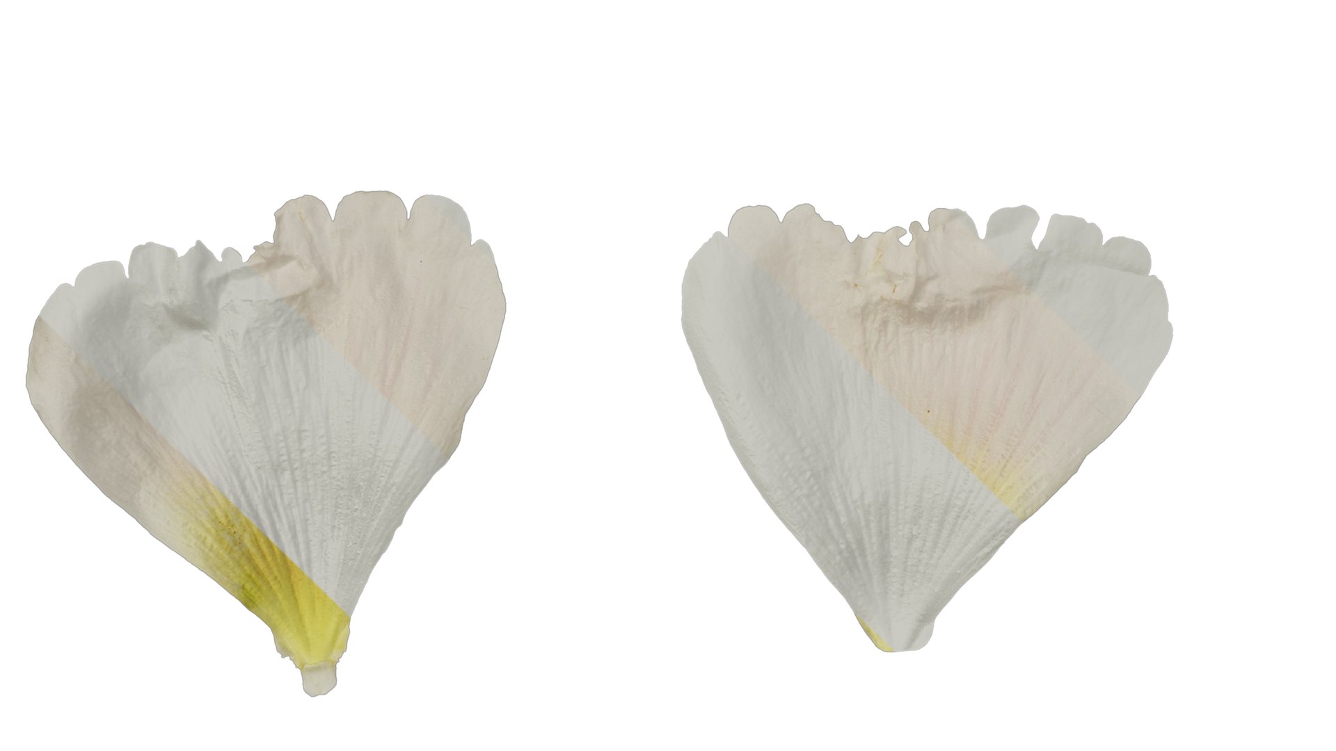 3D Model Anydrafts Alcea Rosea Flower 16 Textures - TurboSquid 2351993