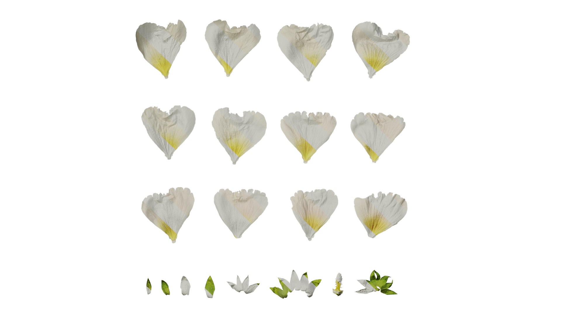 3D Model Anydrafts Alcea Rosea Flower 16 Textures - TurboSquid 2351993