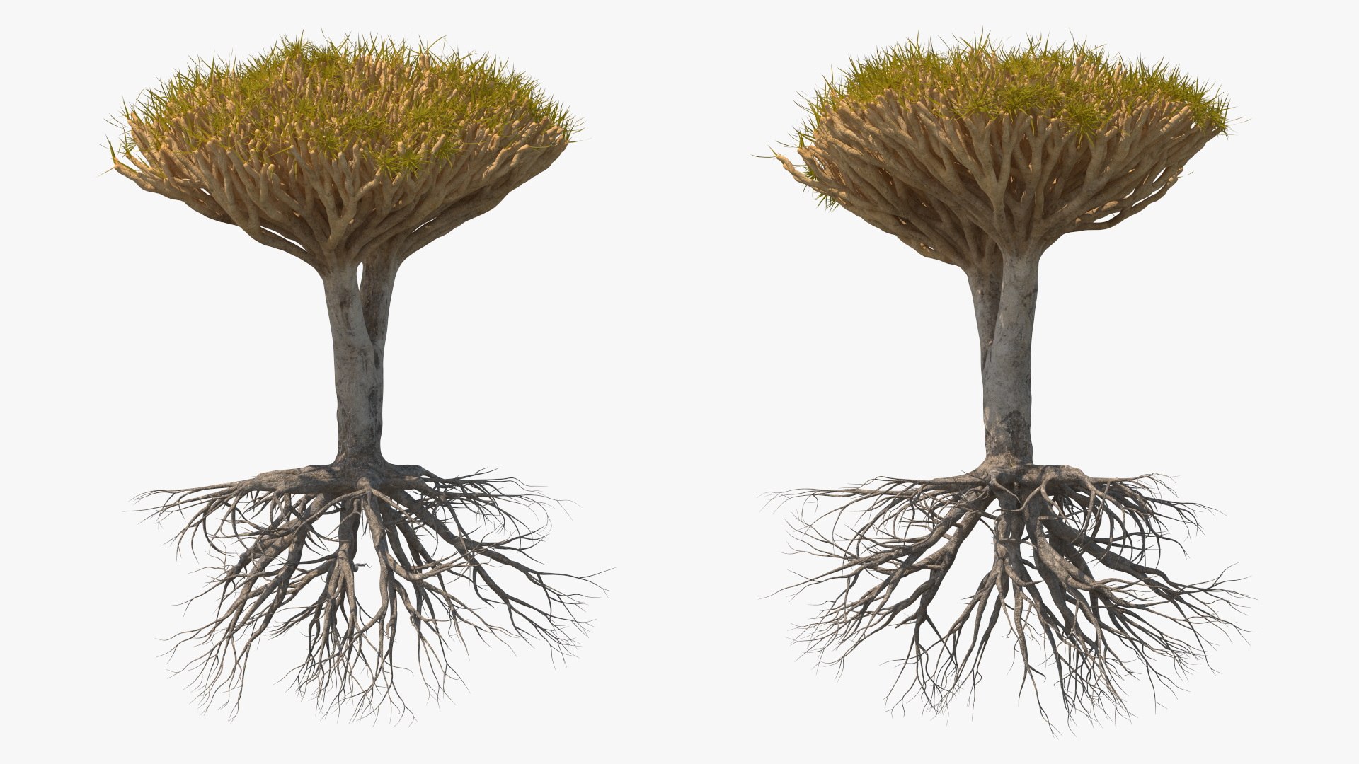 Dragon Tree Roots 3D - TurboSquid 2292865