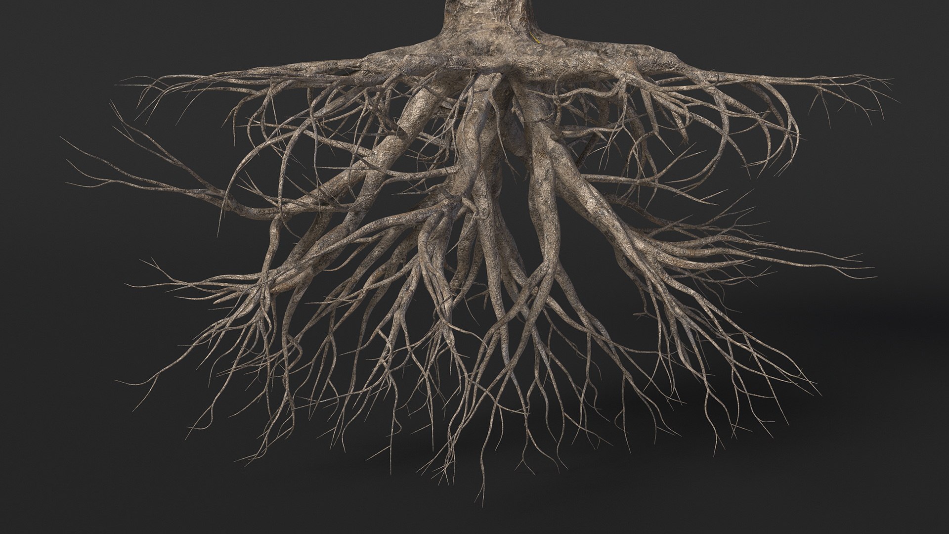 Dragon Tree Roots 3D - TurboSquid 2292865