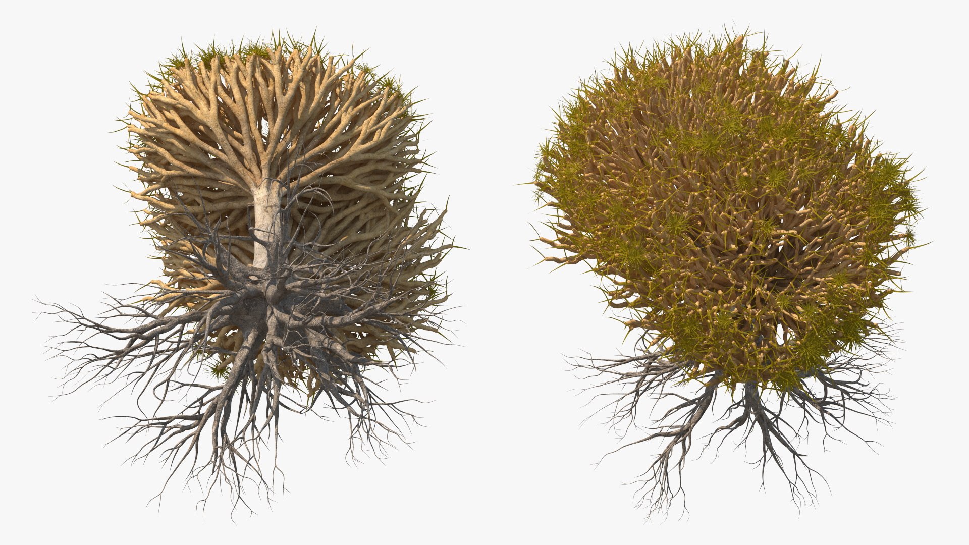 Dragon Tree Roots 3D - TurboSquid 2292865