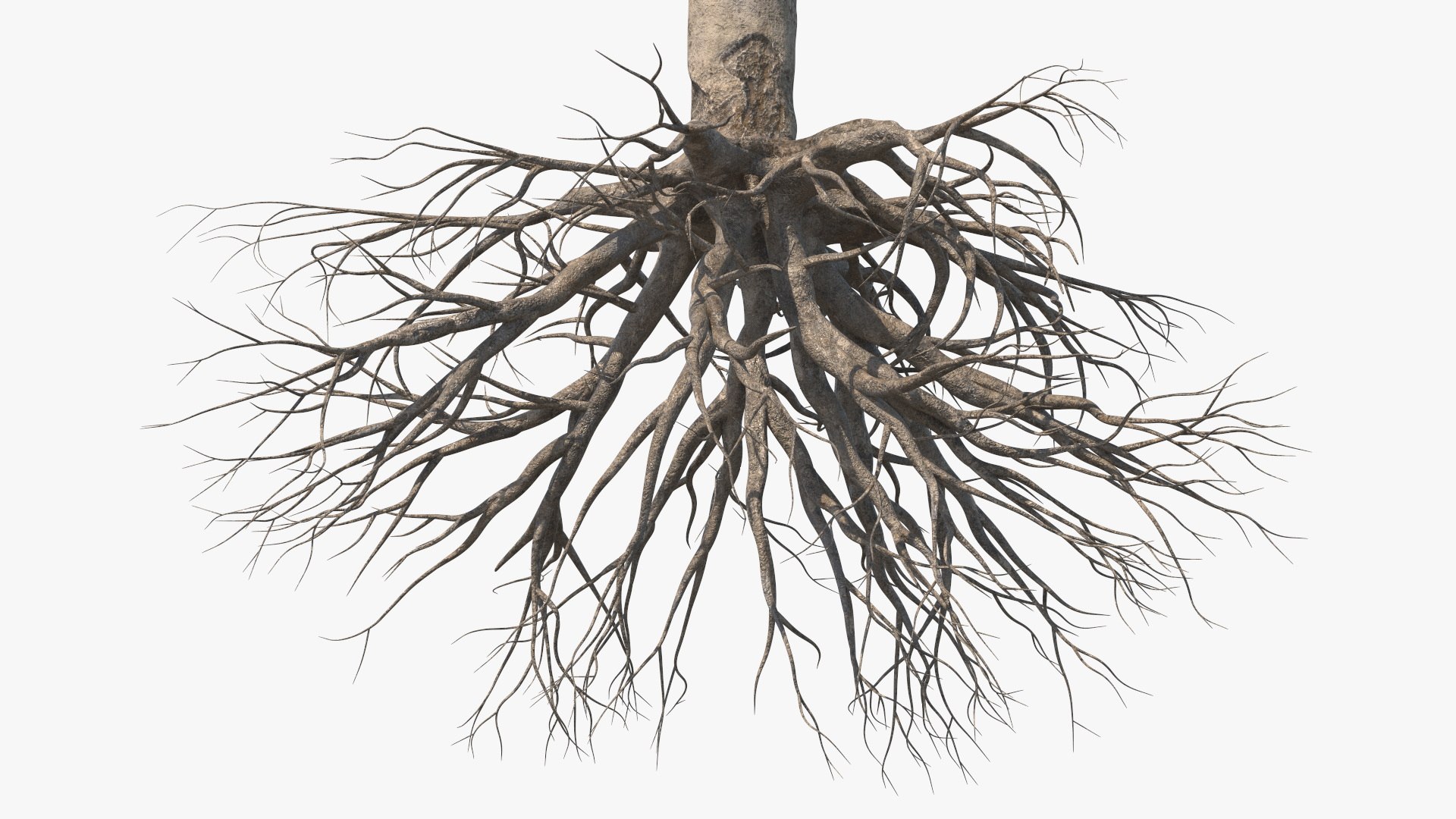 Dragon Tree Roots 3D - TurboSquid 2292865