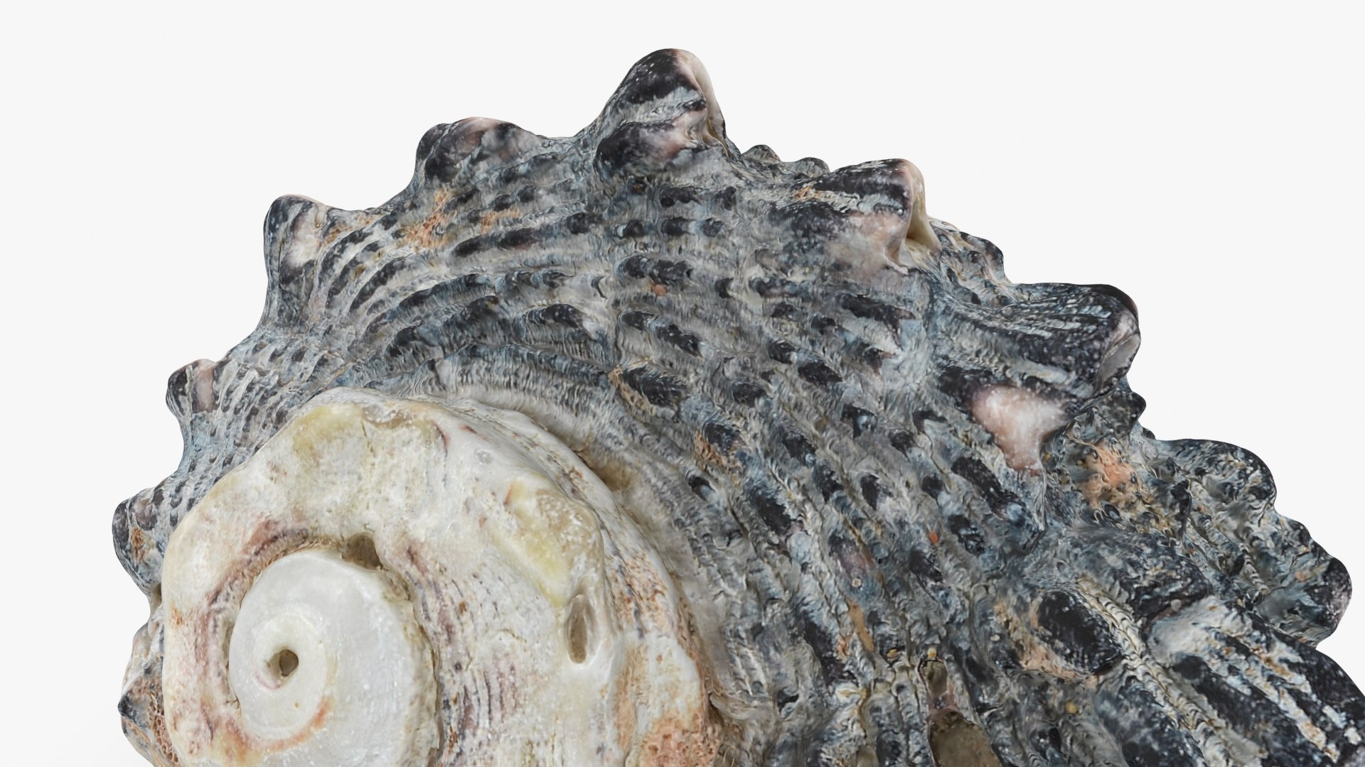 Angaria Delphinus 3D Model - TurboSquid 2208080