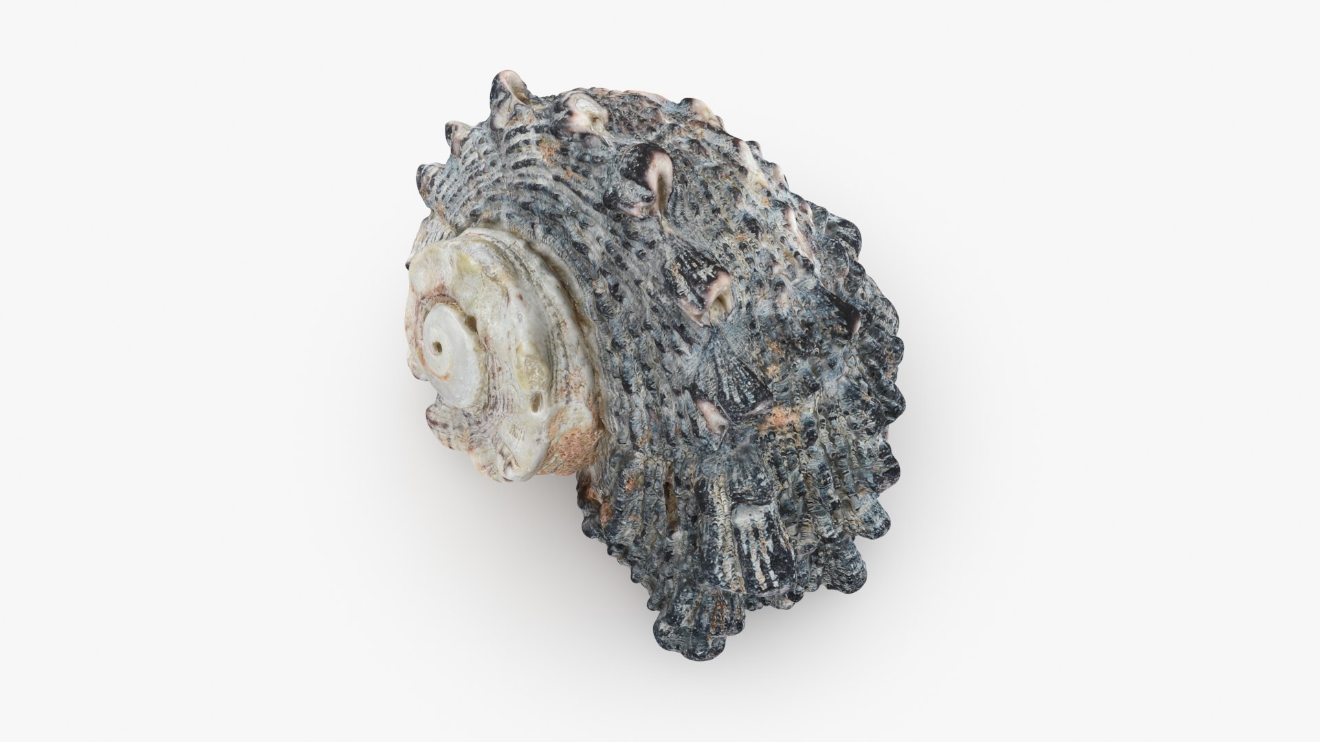 Angaria Delphinus 3D Model - TurboSquid 2208080