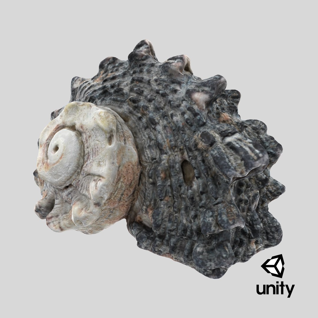 Angaria Delphinus 3D Model - TurboSquid 2208080