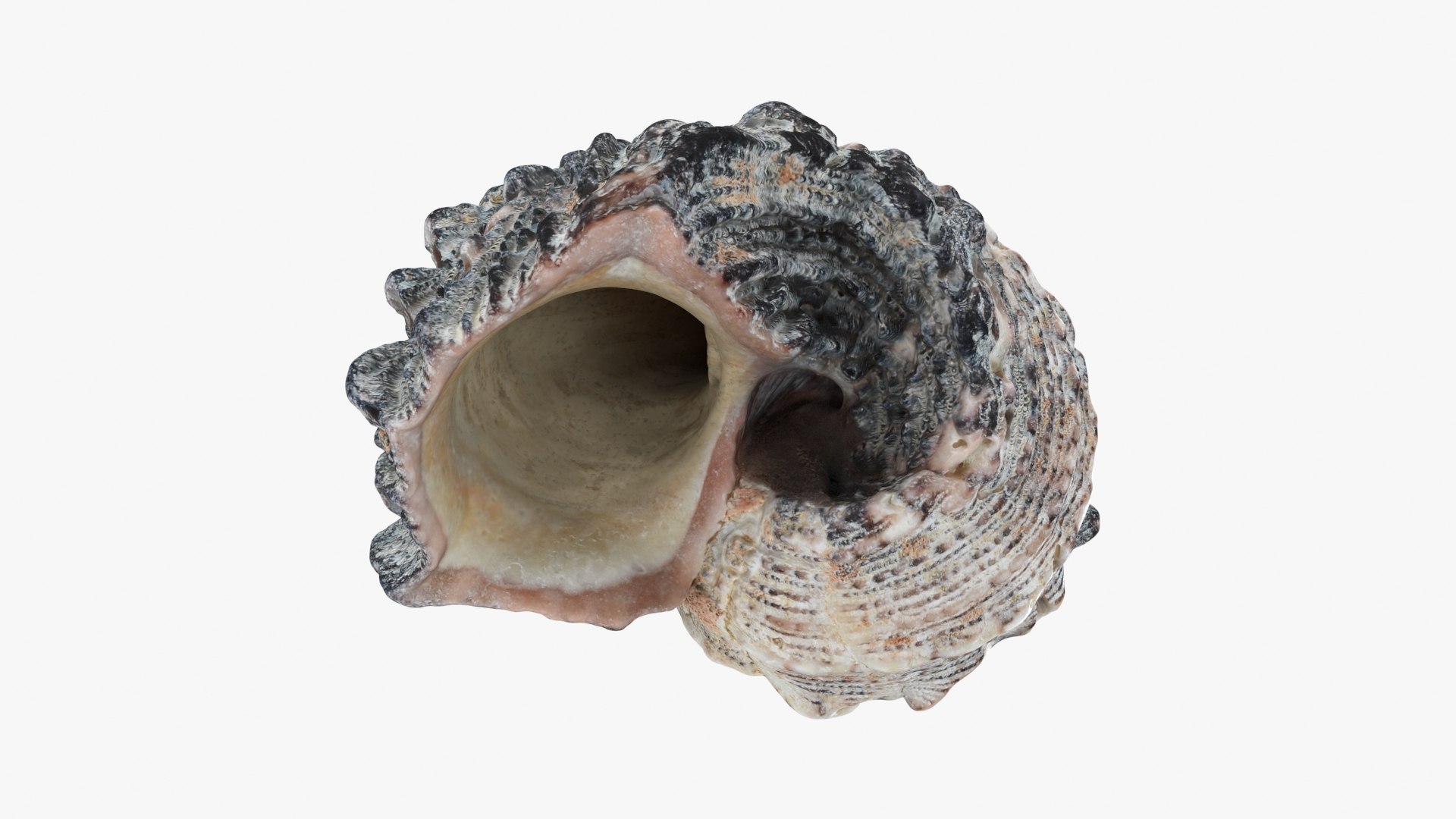 Angaria Delphinus 3D Model - TurboSquid 2208080