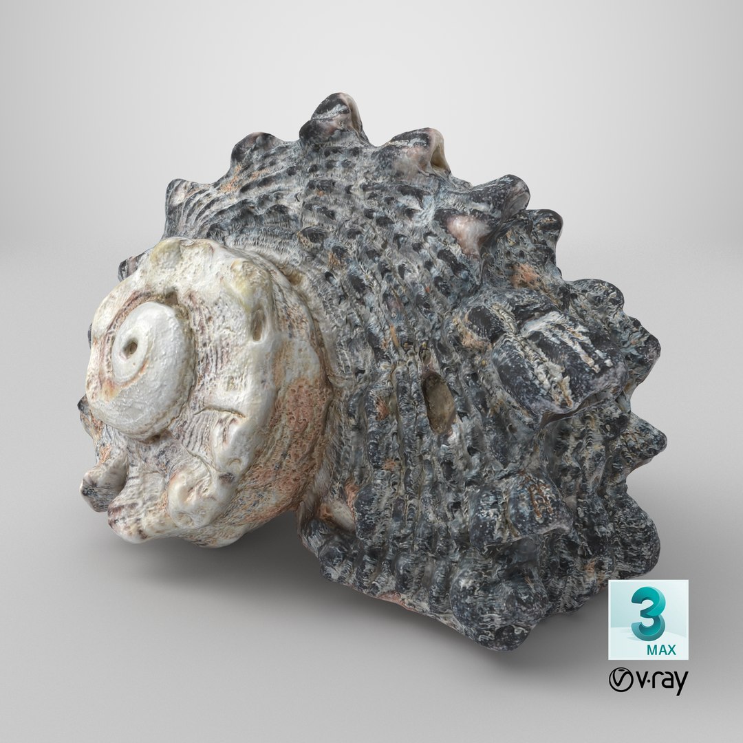 Angaria Delphinus 3D Model - TurboSquid 2208080