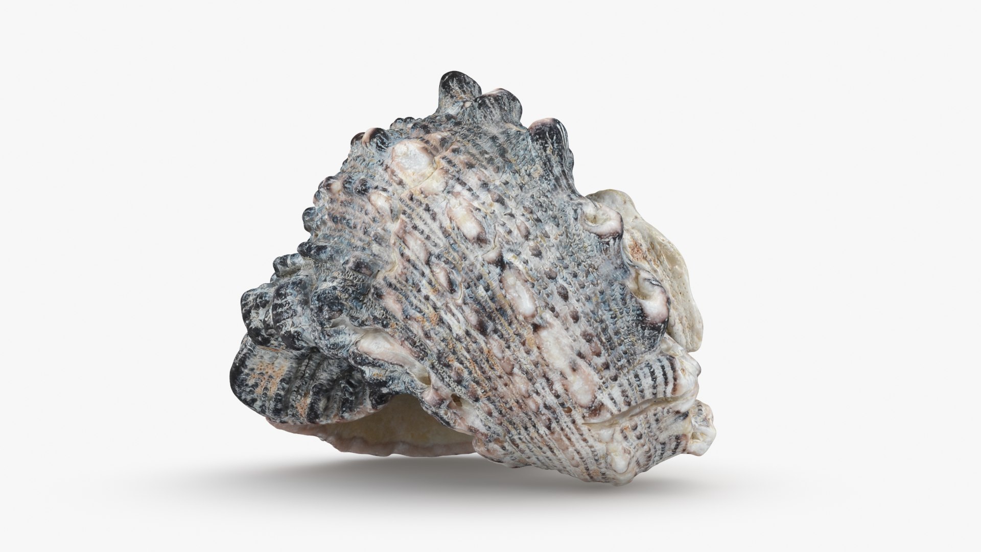 Angaria Delphinus 3D Model - TurboSquid 2208080