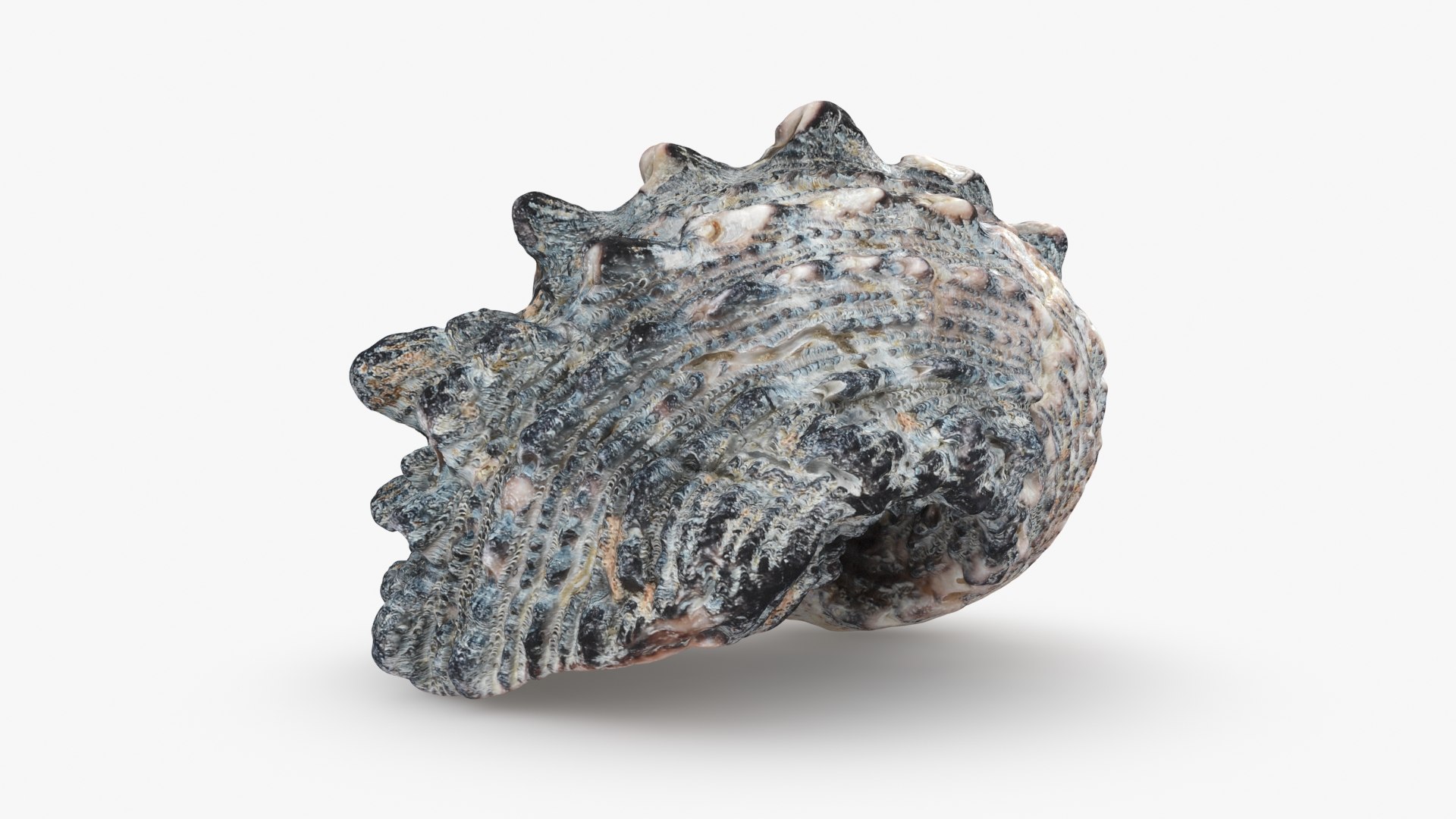 Angaria Delphinus 3D Model - TurboSquid 2208080