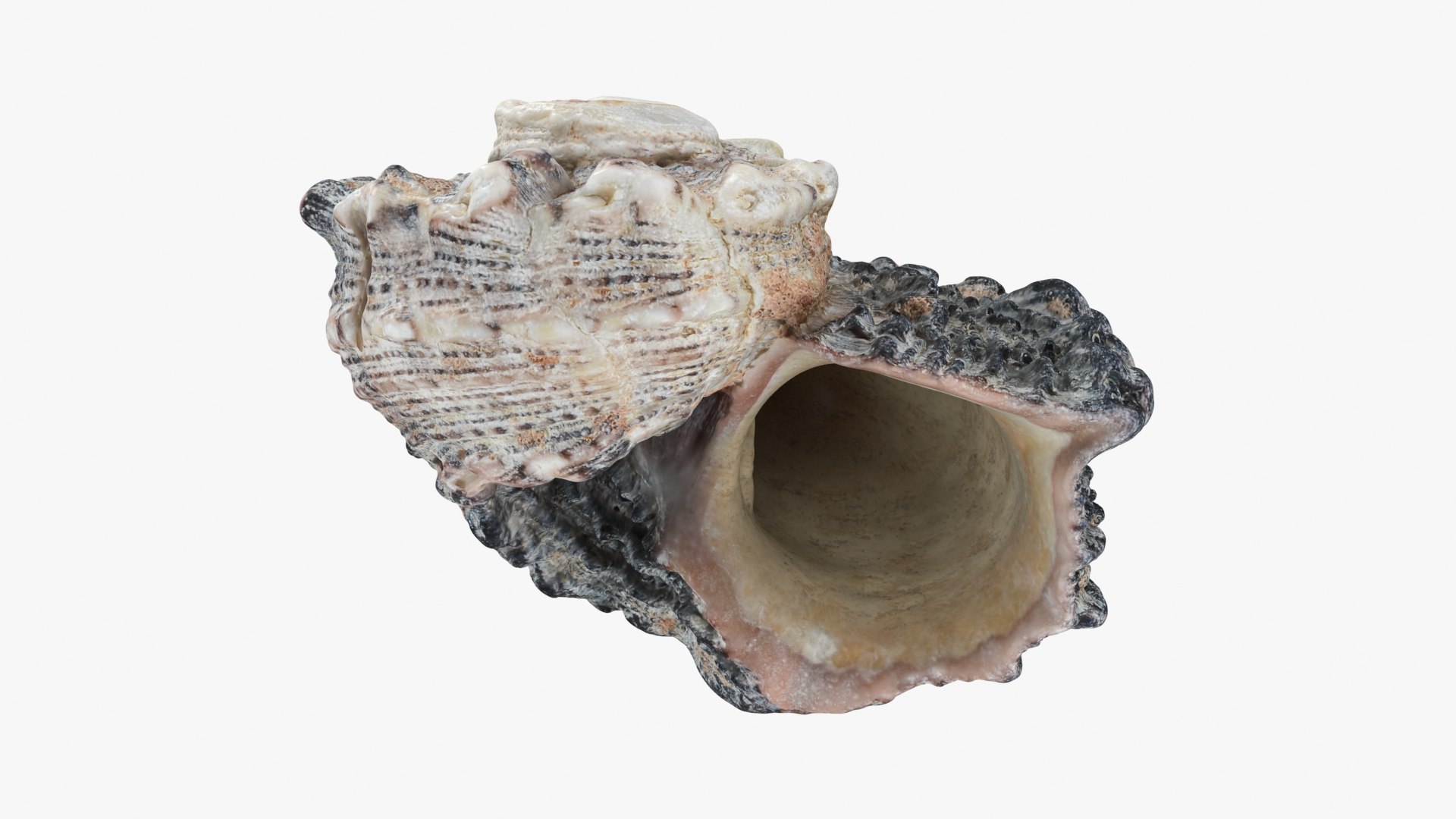 Angaria Delphinus 3D Model - TurboSquid 2208080