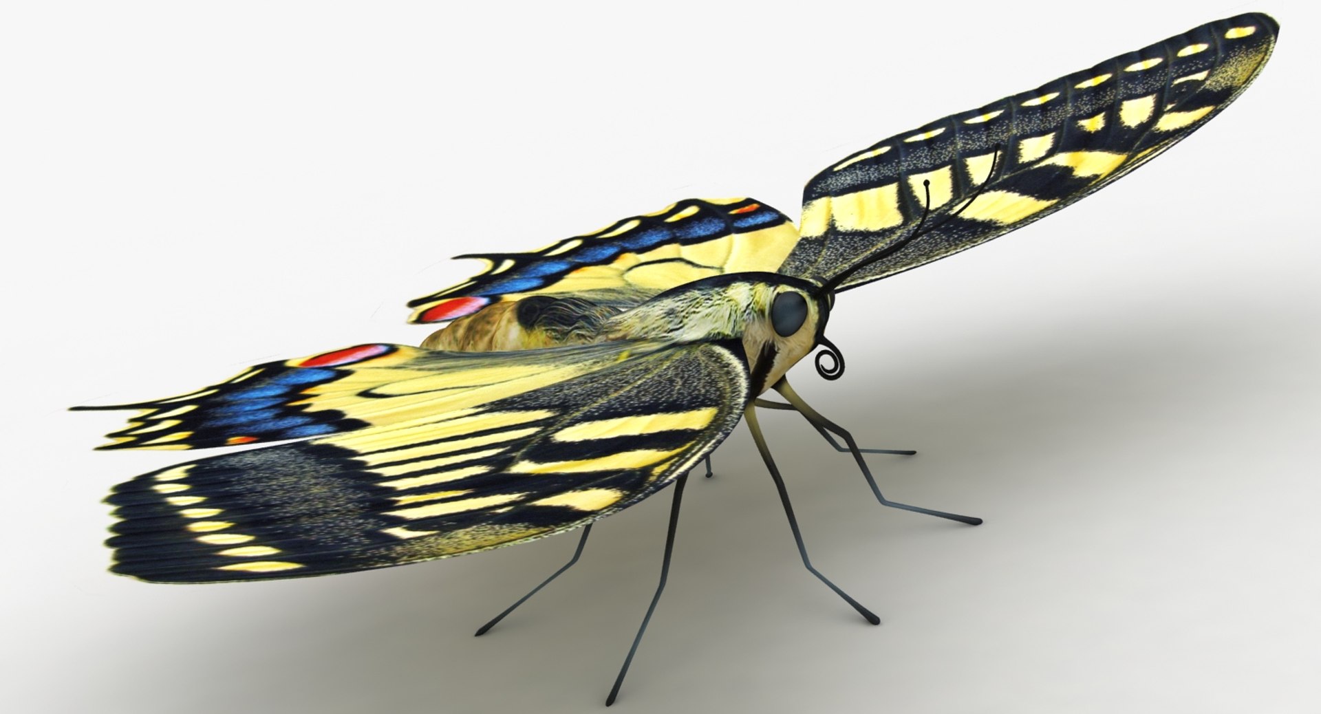 3D model butterfly set - TurboSquid 1274722