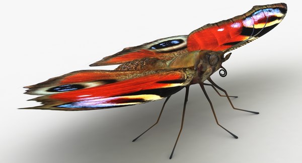 3D model butterfly set - TurboSquid 1274722