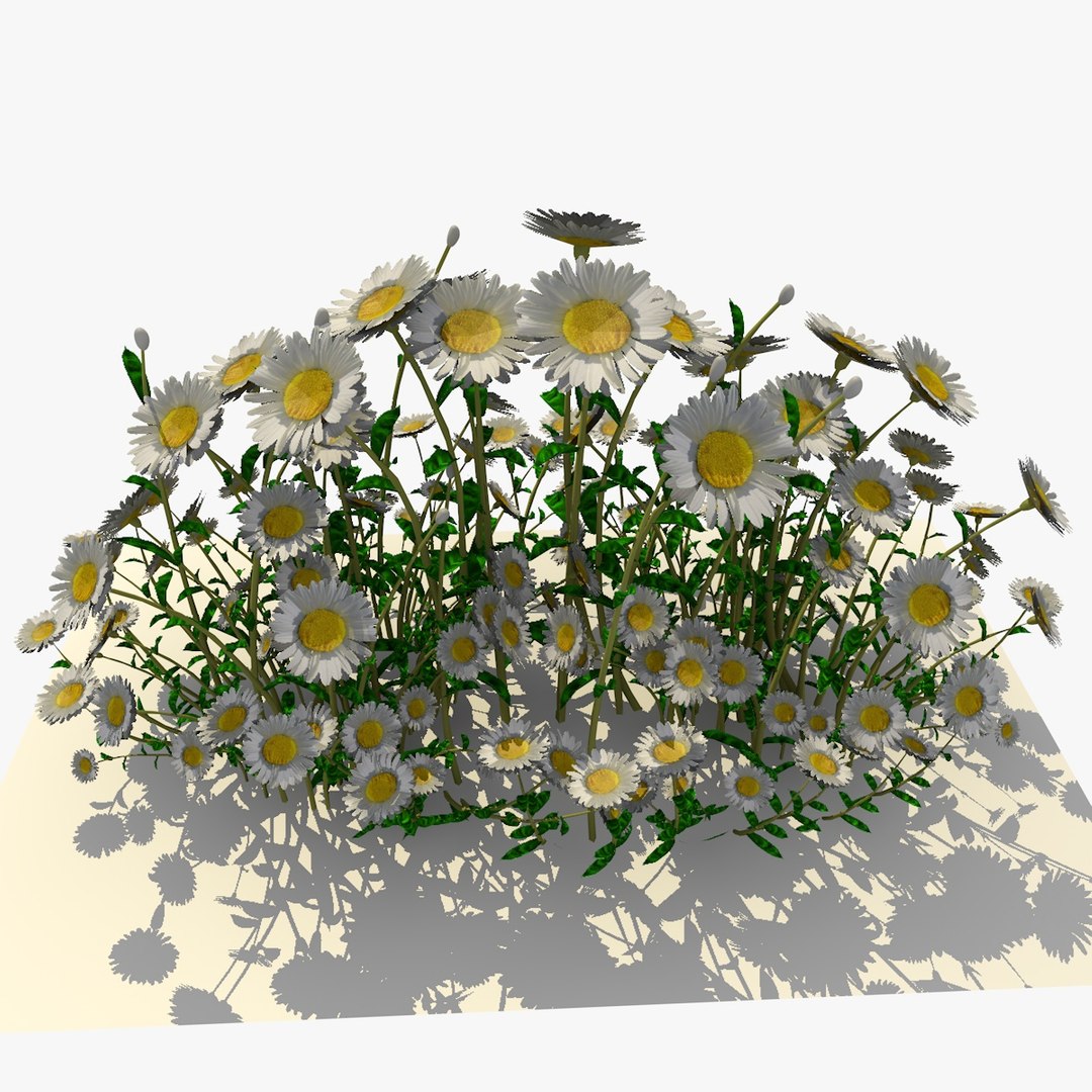 3d Model Of White Daisy Flowers