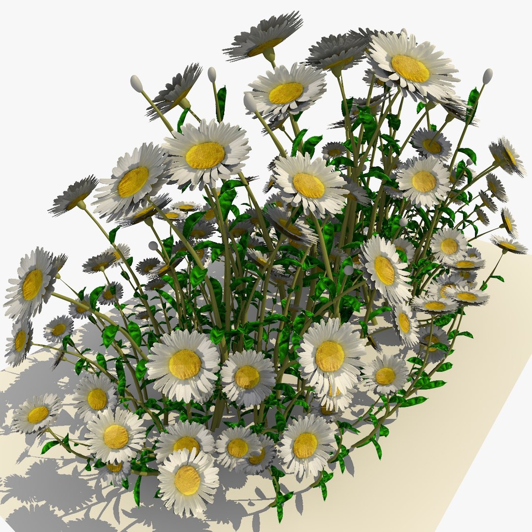 3d Model Of White Daisy Flowers