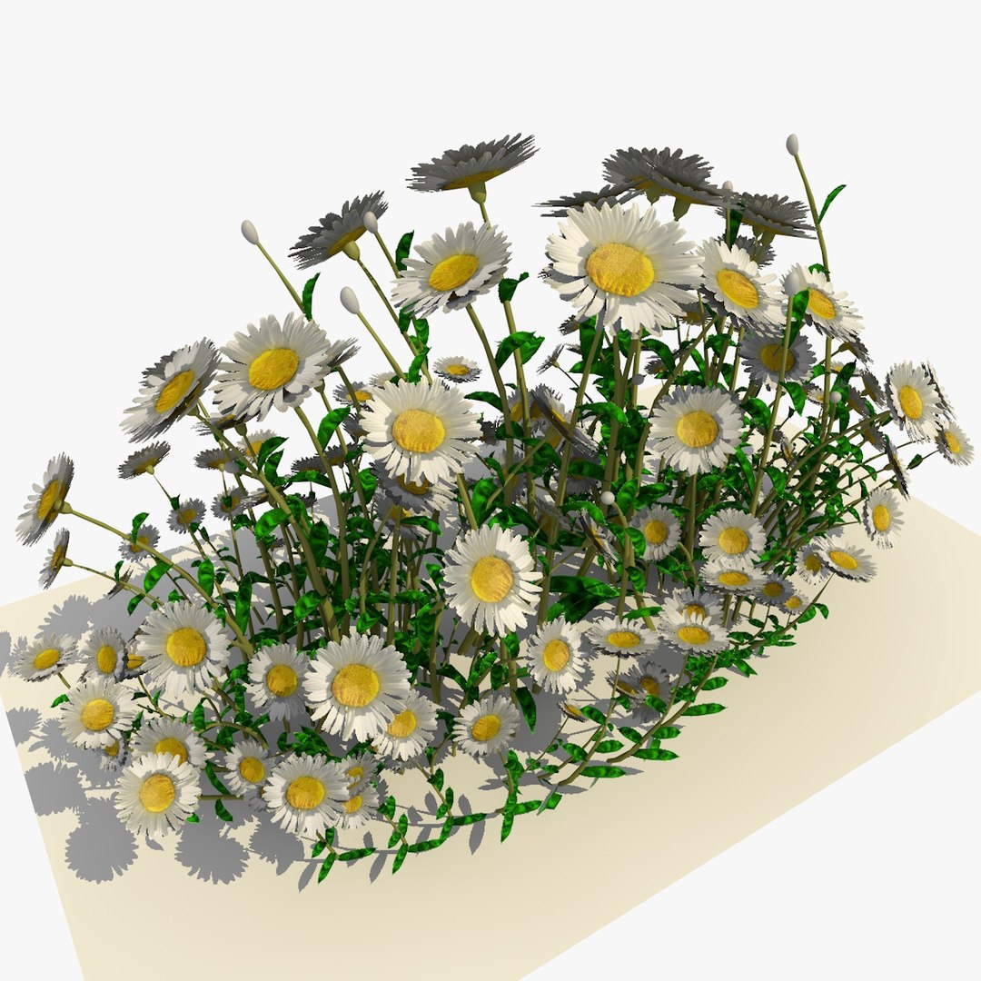 3d Model Of White Daisy Flowers