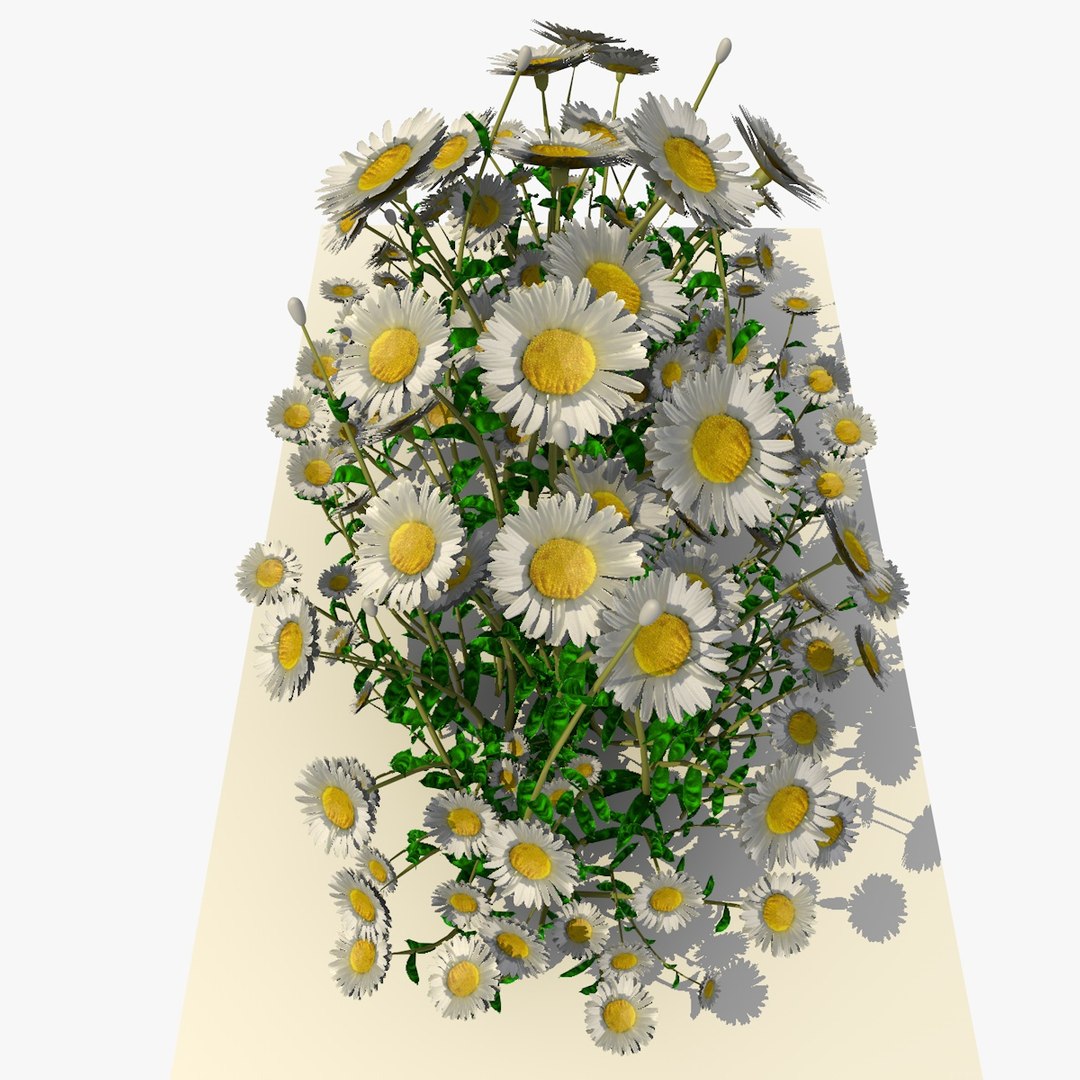3d Model Of White Daisy Flowers