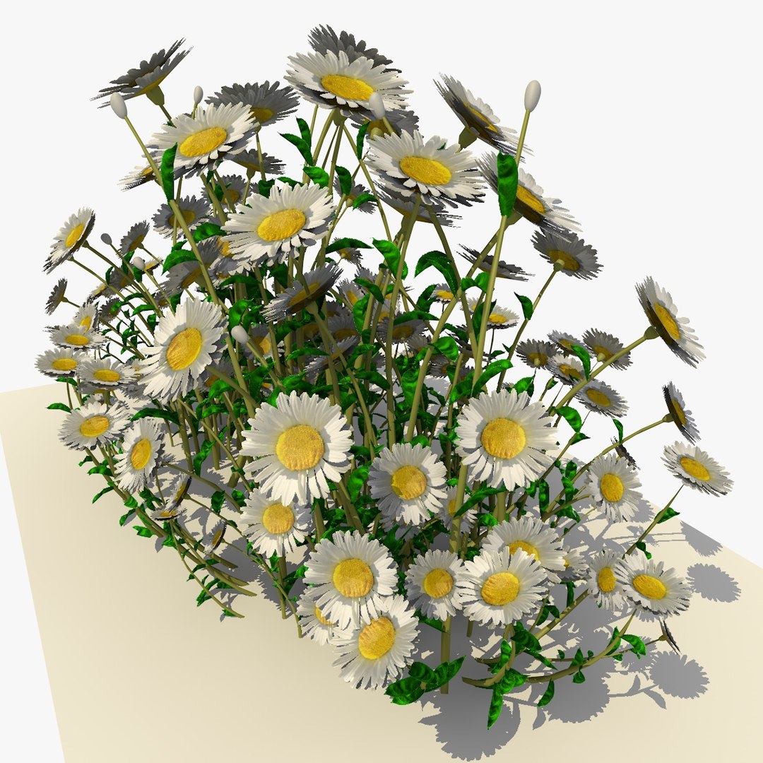 3d Model Of White Daisy Flowers