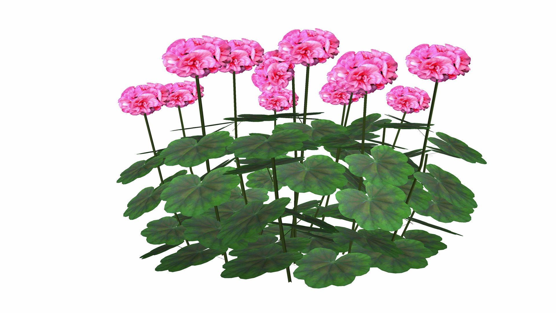 Pelargonium-Geranium-Pink 3D Model - TurboSquid 2411892
