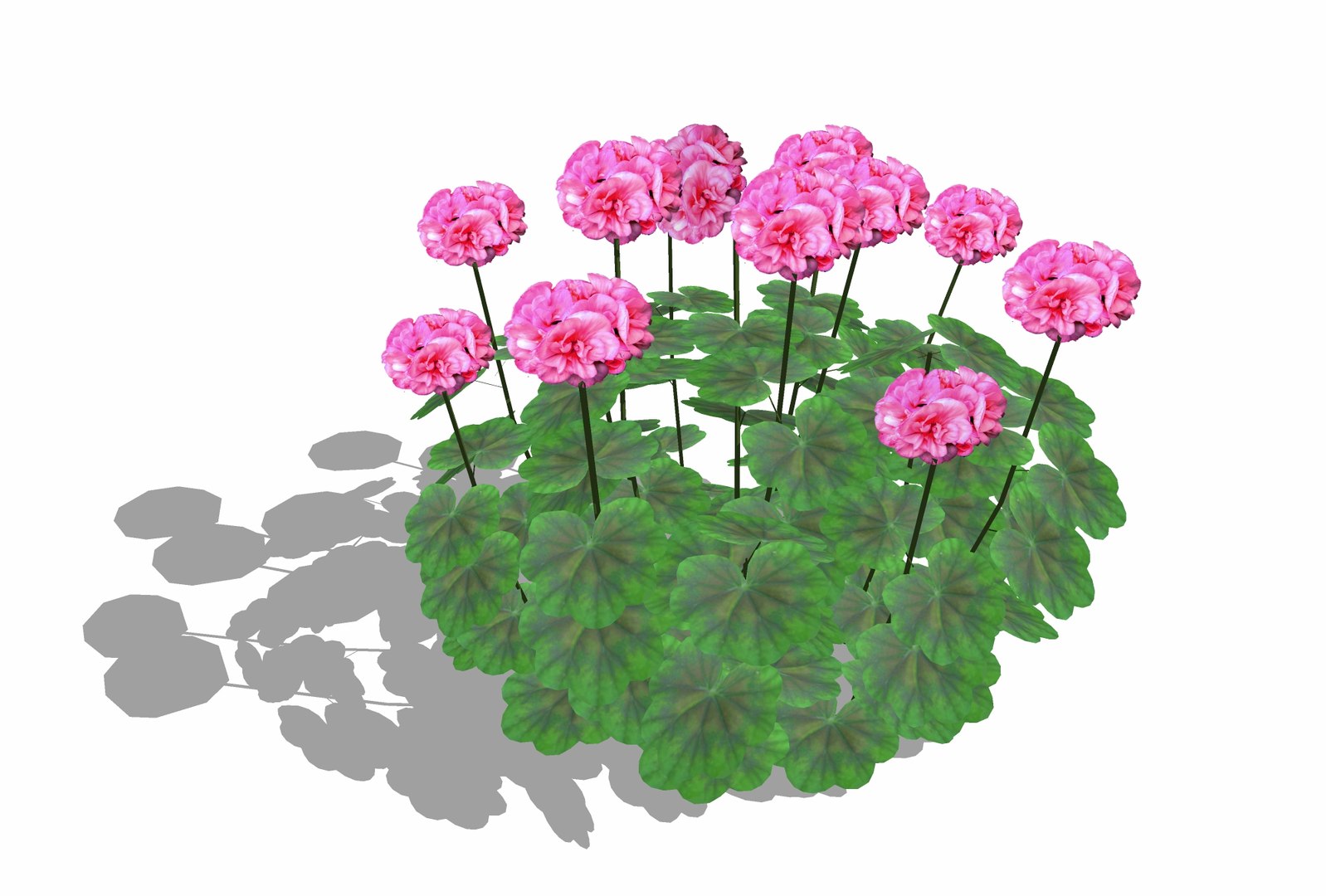 Pelargonium-Geranium-Pink 3D Model - TurboSquid 2411892