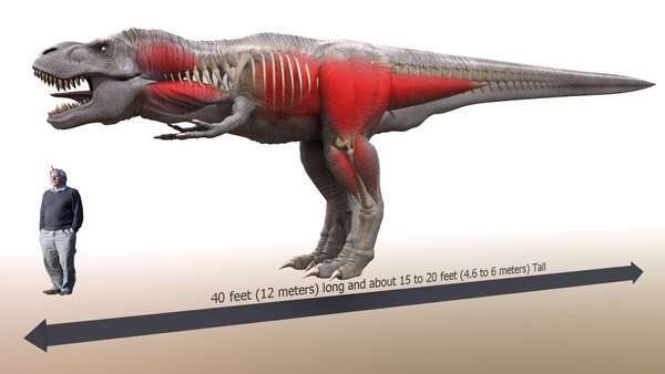 t rex muscle ma