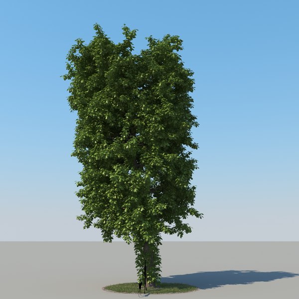 3d model realistic chestnut tree leaf