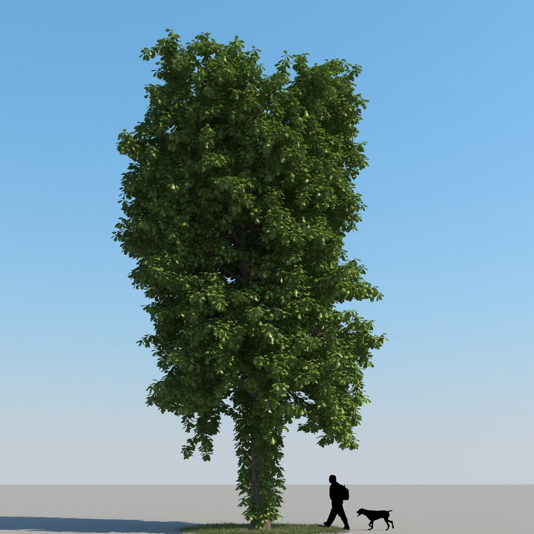3d Model Realistic Chestnut Tree Leaf