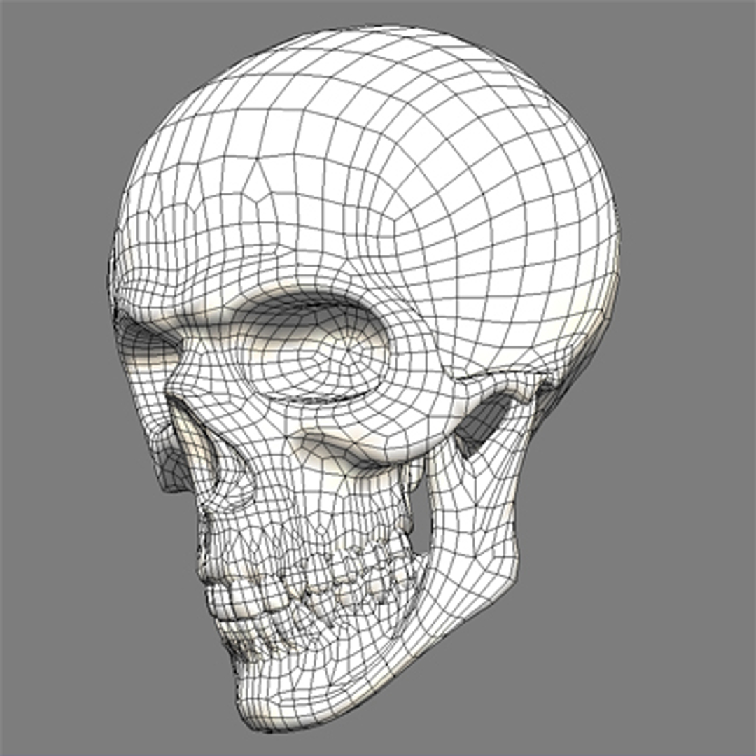 human skull 3d model