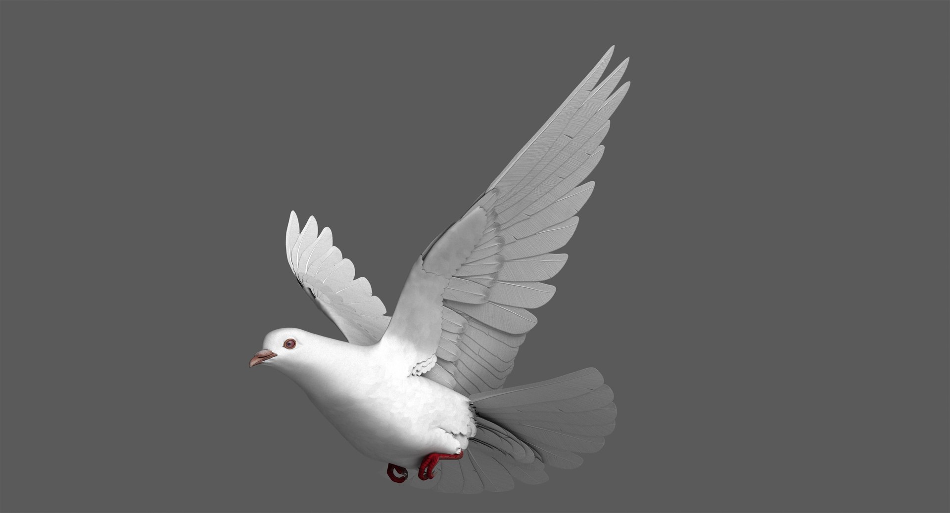 White dove animation 3D - TurboSquid 1298649