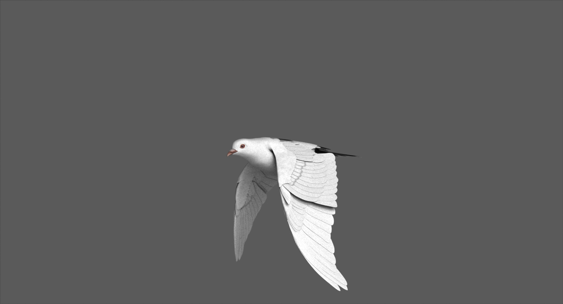 White Dove Animation 3D - TurboSquid 1298649