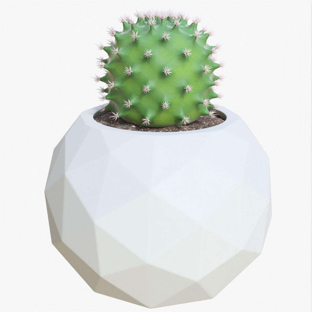 Cactus 02 F Model - TurboSquid 1987417