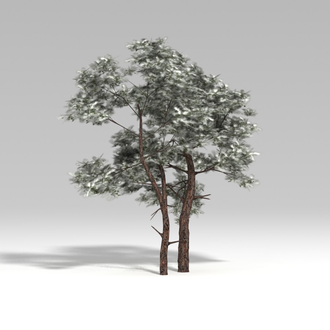 3d Model Snowtree Tree Snow