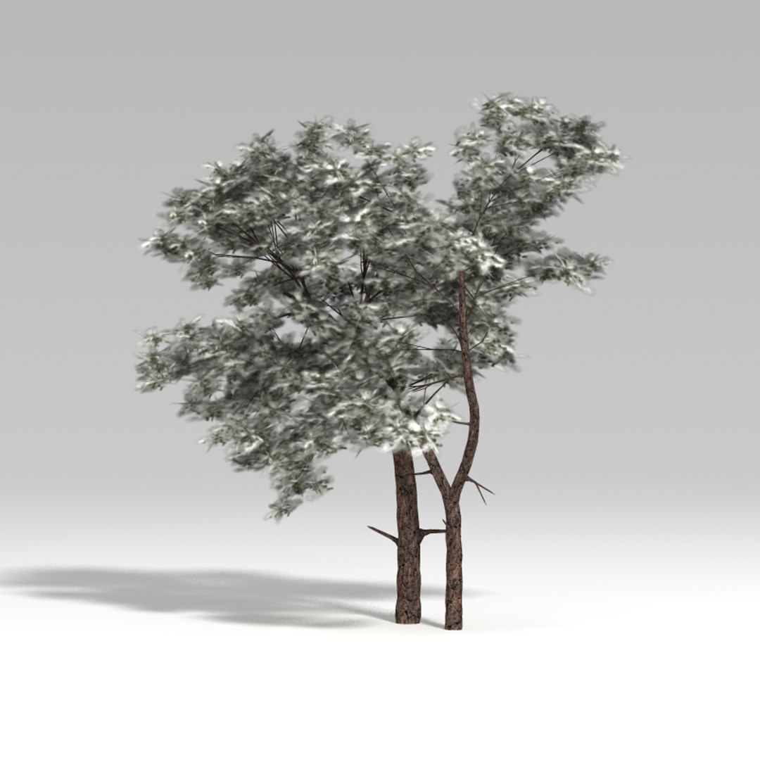 3d Model Snowtree Tree Snow
