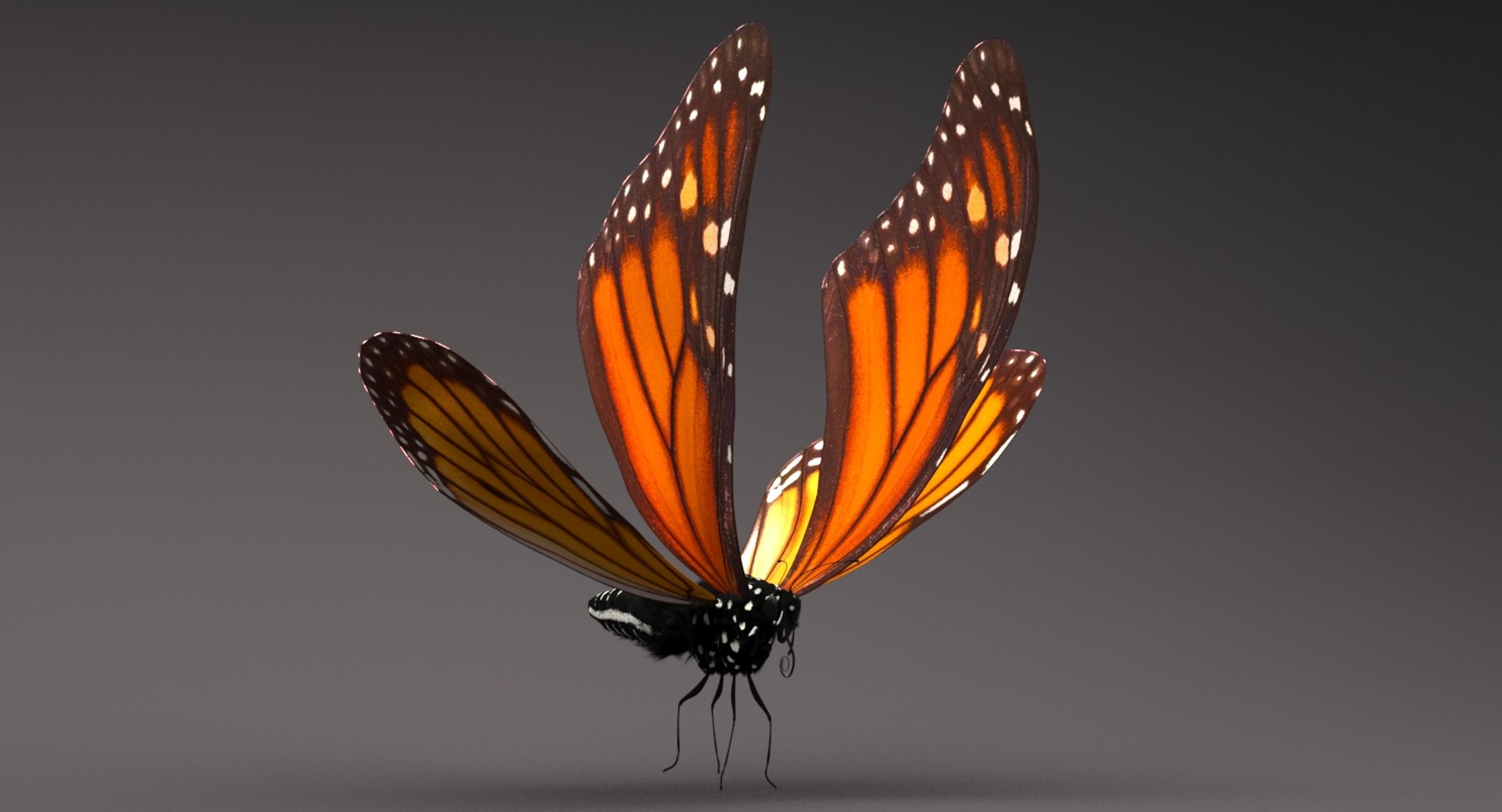 Butterfly Monarch Rigged 3D Model - TurboSquid 1192852