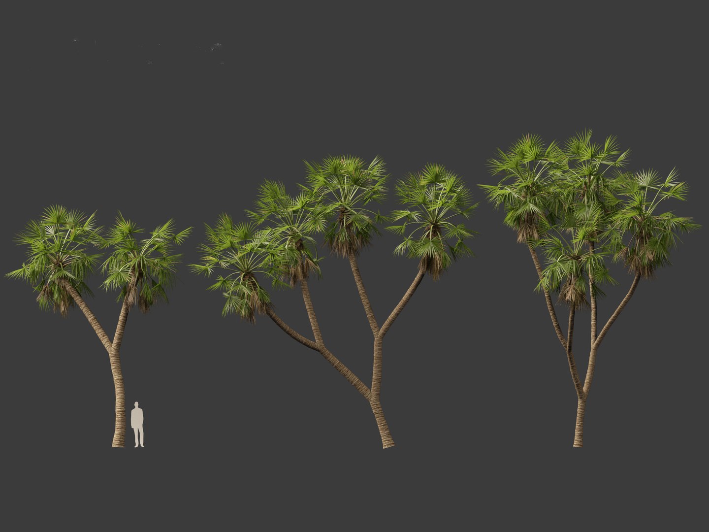 Hyphaene Thebaica - Doum Palm 3D Model - TurboSquid 2148577