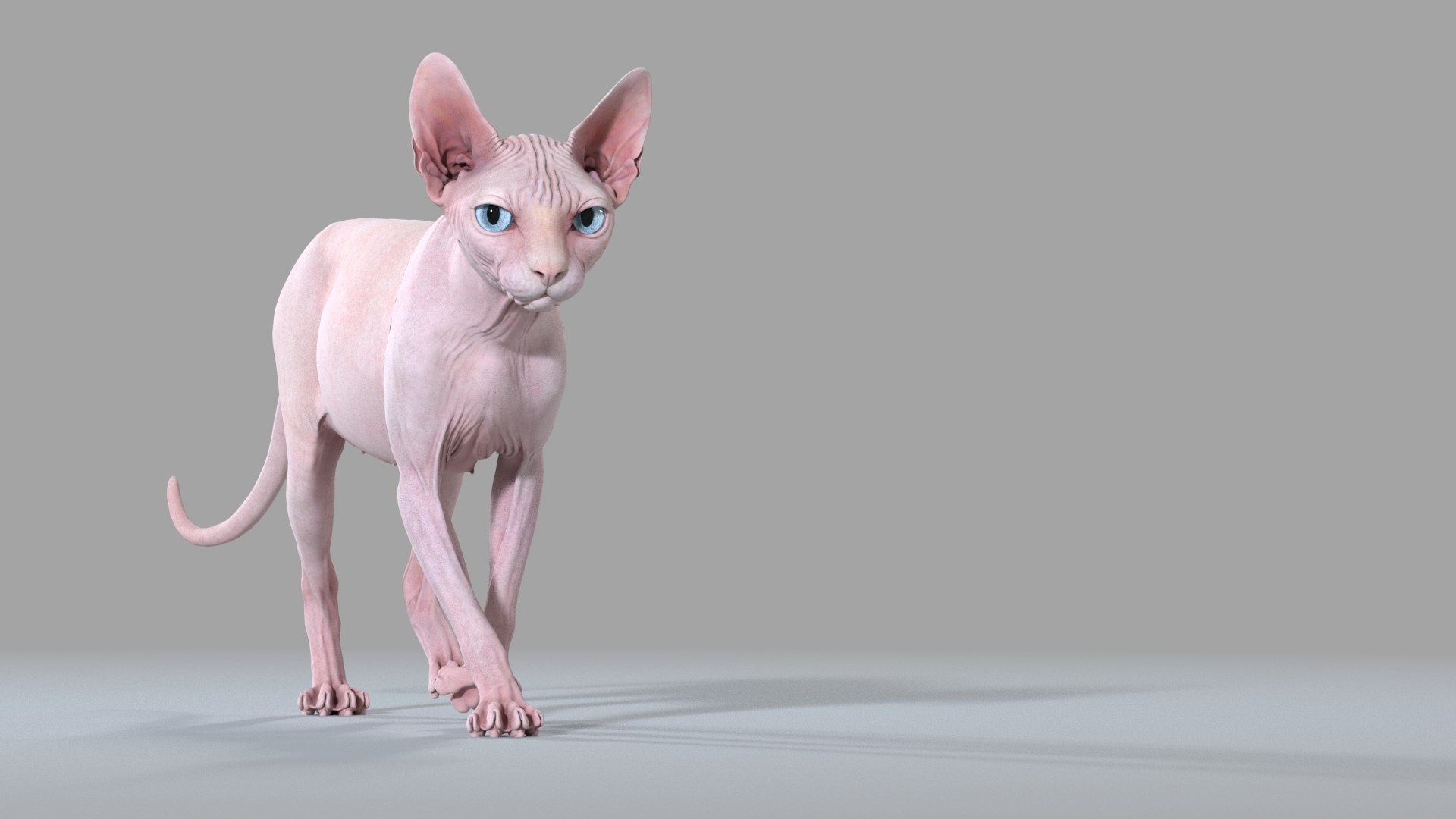 Sphynx Cat Walking Pose 3D Model - TurboSquid 1665001
