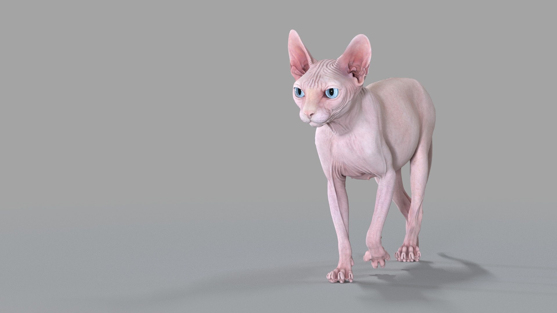 Sphynx Cat Walking Pose 3D Model - TurboSquid 1665001