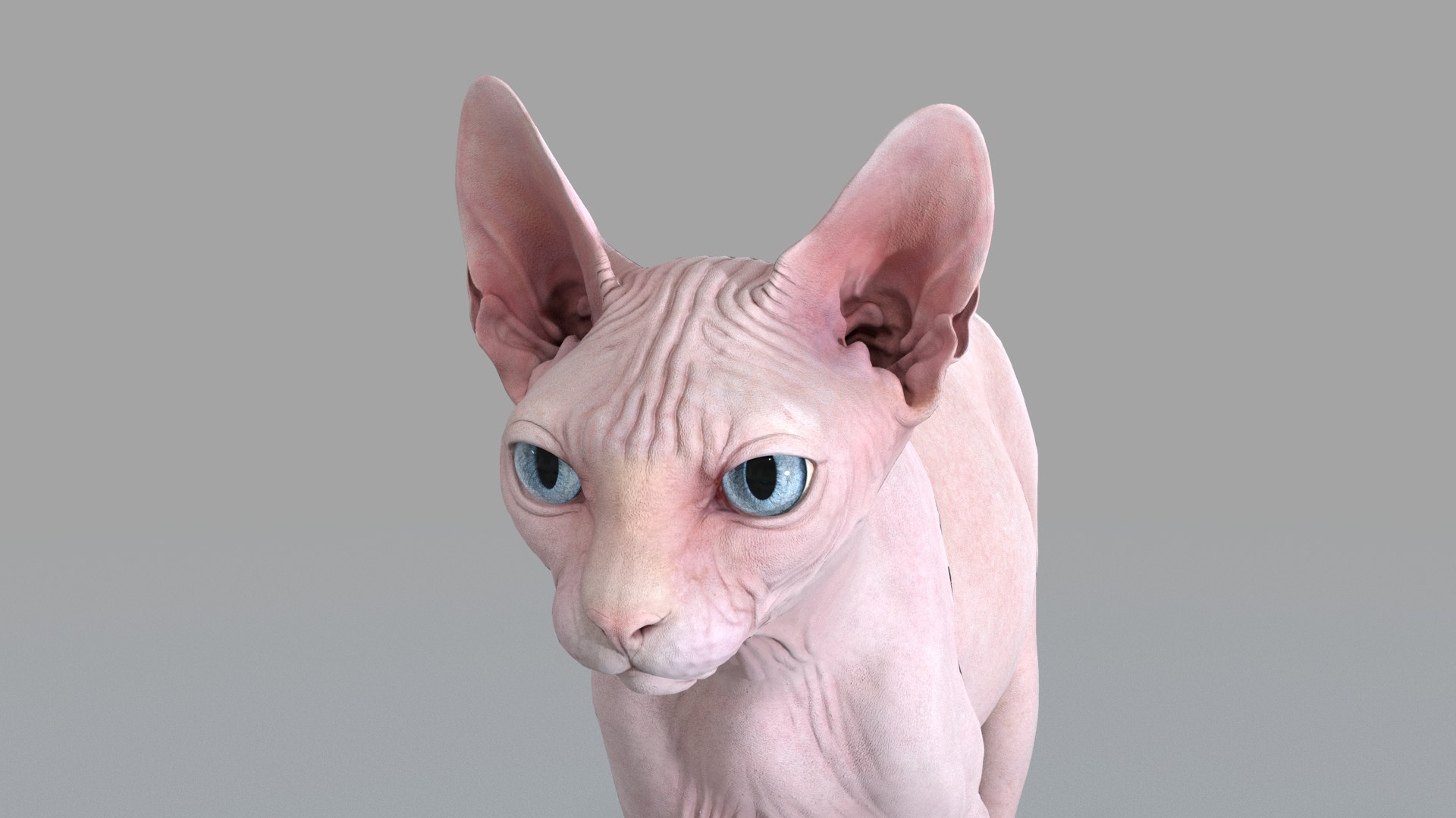 Sphynx Cat Walking Pose 3D Model - TurboSquid 1665001