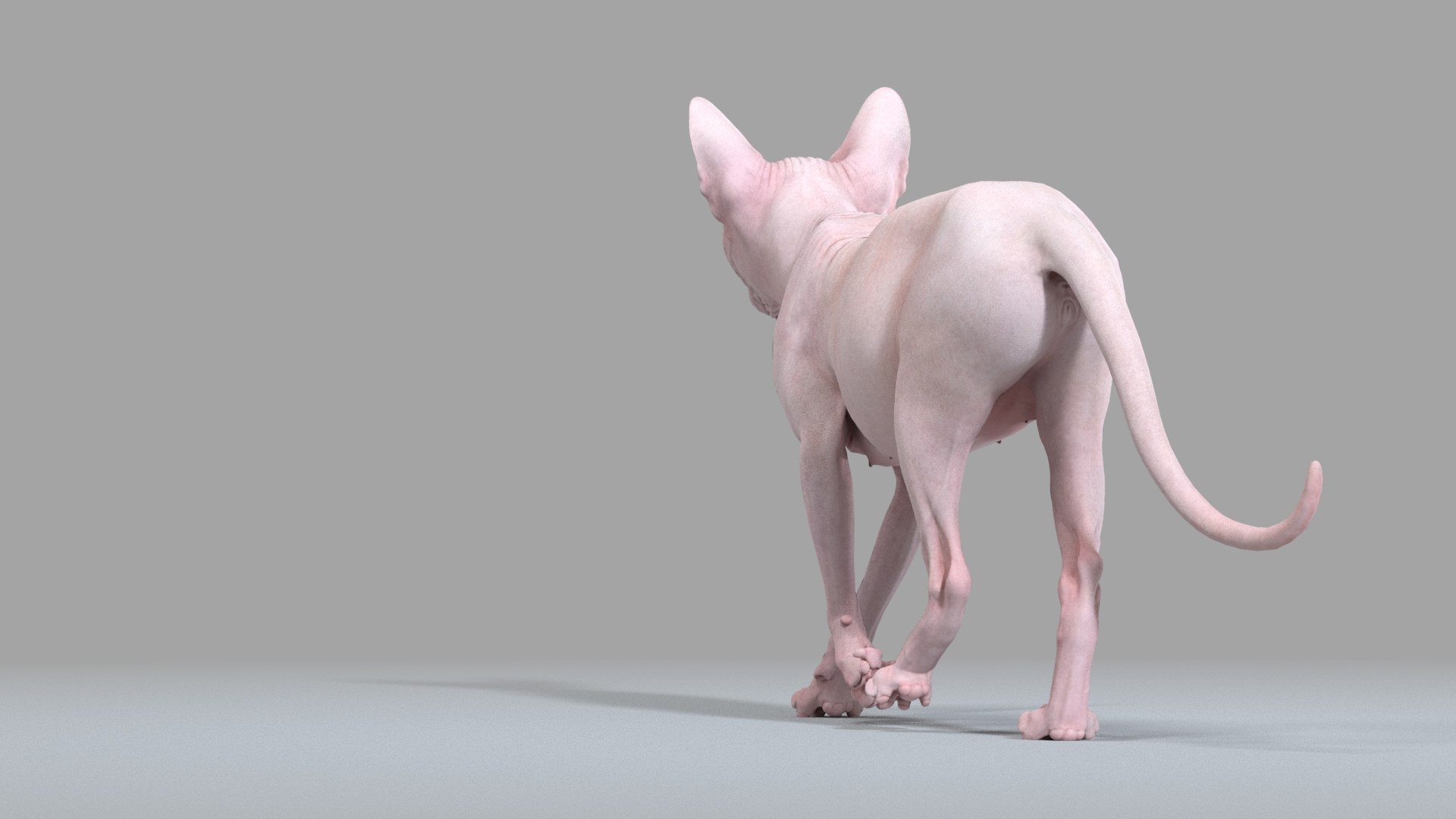 Sphynx Cat Walking Pose 3D Model - TurboSquid 1665001