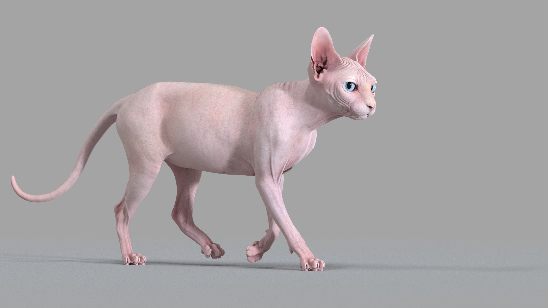 Sphynx Cat Walking Pose 3D Model - TurboSquid 1665001