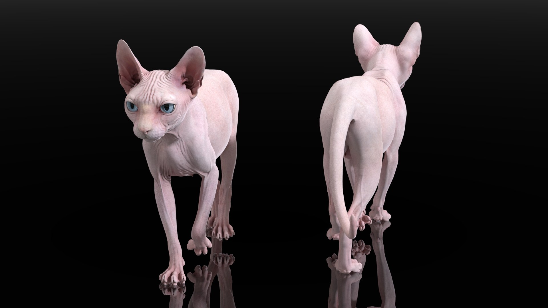 Sphynx Cat Walking Pose 3D Model - TurboSquid 1665001
