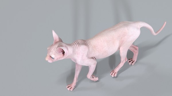 Sphynx cat walking pose 3D model - TurboSquid 1665001